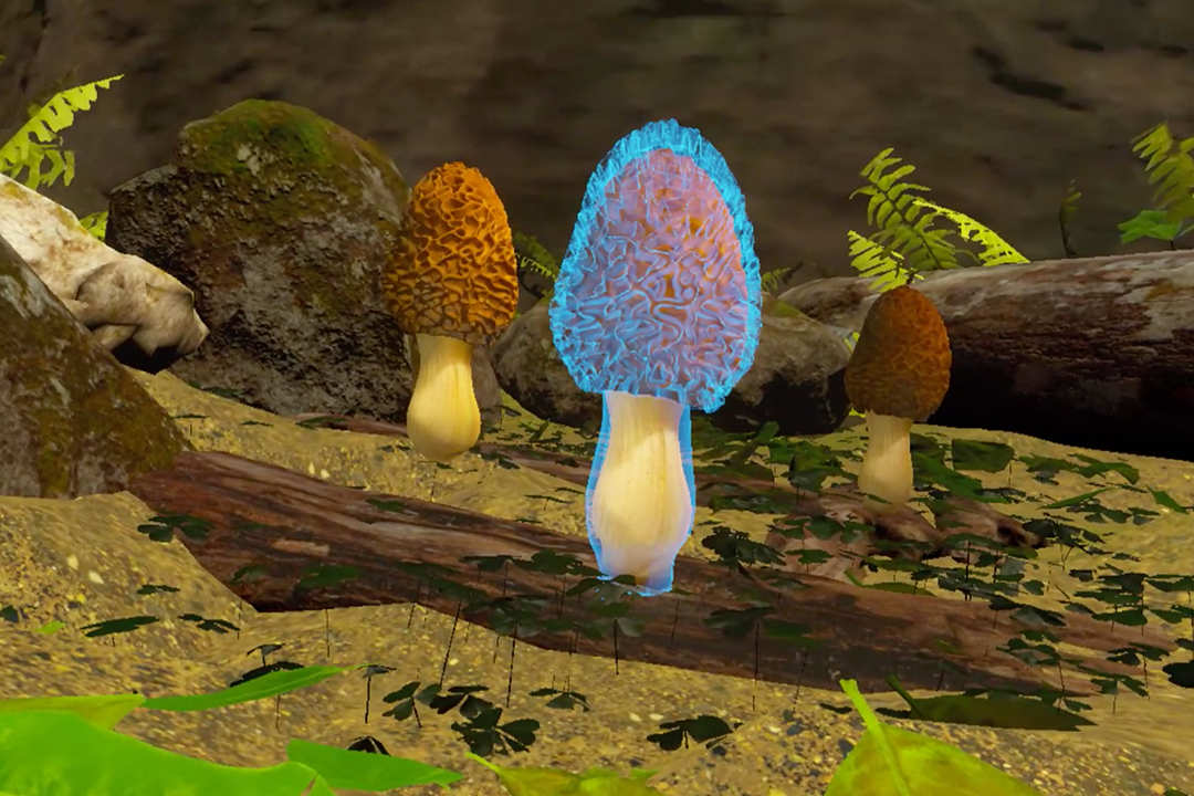 Fungi | Commercial License | SpringboardVR